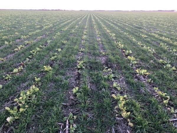 Understanding Cover Crop Classifications, Seed Selection, and Mixes ...